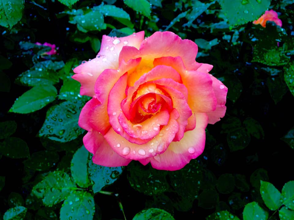 The Way of the Rose & the Alchemist’s house – La Casa de Paz